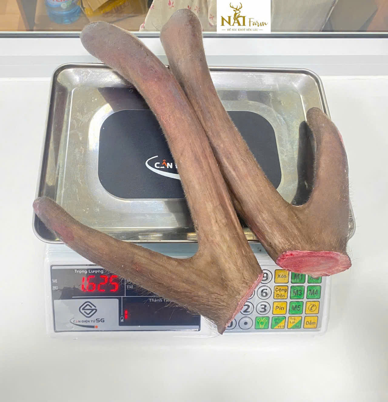 NHUNG NAI TƯƠI | MUA NHUNG NAI TƯƠI TẠI VIỆT NAM | NHUNG HƯƠU NAI TƯƠI