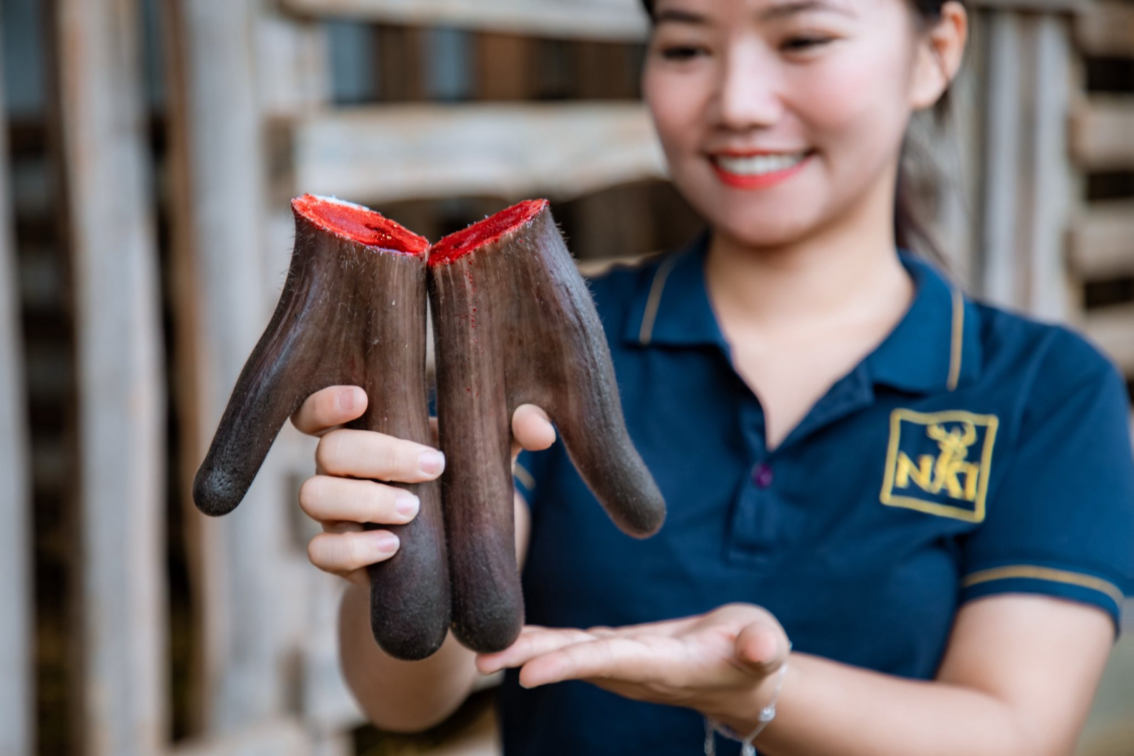 NHUNG HƯƠU| CÔNG DỤNG NHUNG HƯƠU NAI| HƯƠU GIỐNG ĐĂK LĂK
