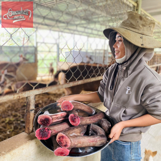 NHUNG NAI TƯƠI | MUA NHUNG NAI TƯƠI TẠI VIỆT NAM | NHUNG HƯƠU NAI TƯƠI