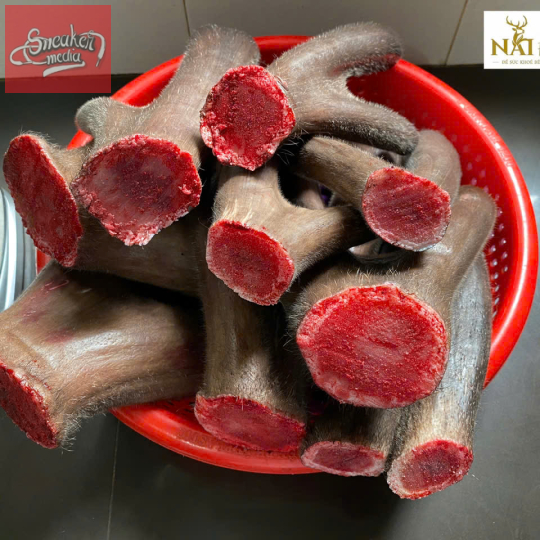 NHUNG NAI TƯƠI | MUA NHUNG NAI TƯƠI TẠI VIỆT NAM | NHUNG HƯƠU NAI TƯƠI