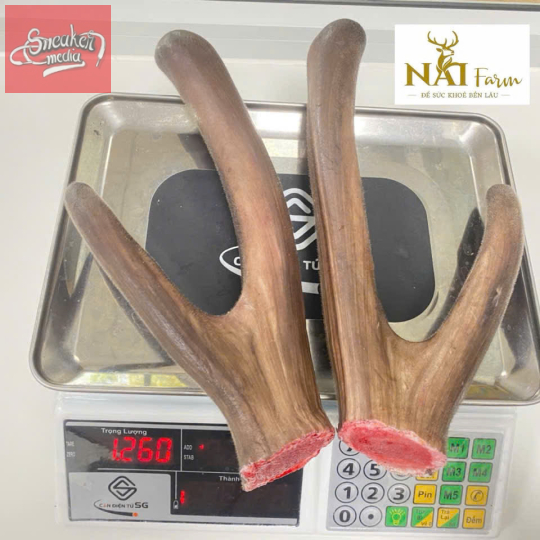 NHUNG NAI TƯƠI | MUA NHUNG NAI TƯƠI TẠI VIỆT NAM | NHUNG HƯƠU NAI TƯƠI
